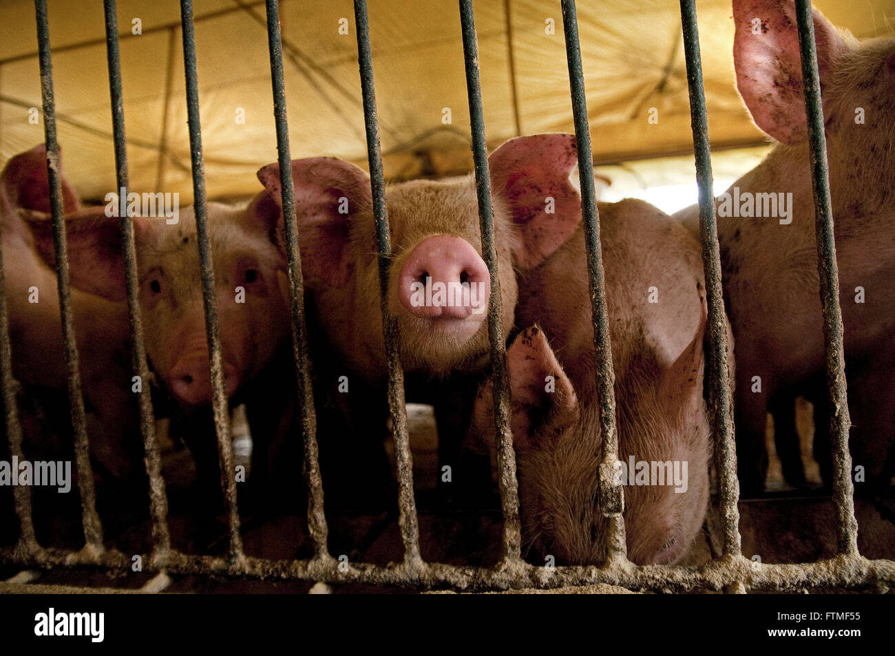 Criacaode pigs - newly born Stock Photo - Alamy