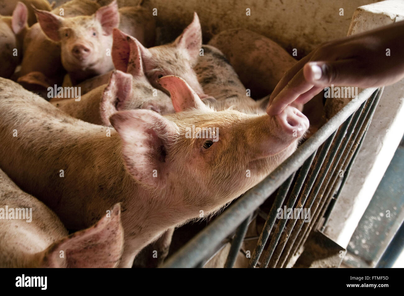 Criacaode pigs - newly born Stock Photo - Alamy