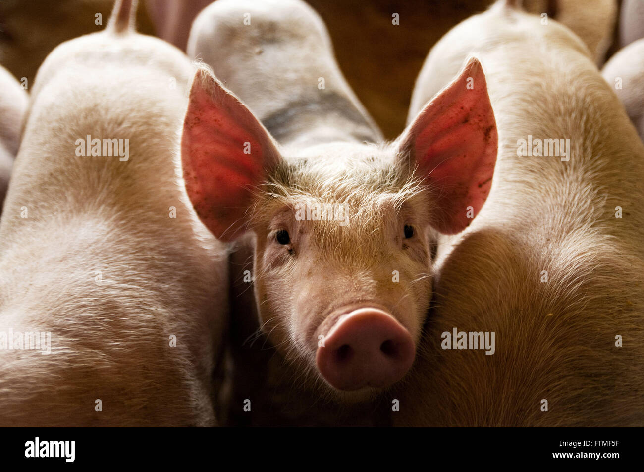 Newly born animals hi-res stock photography and images - Alamy