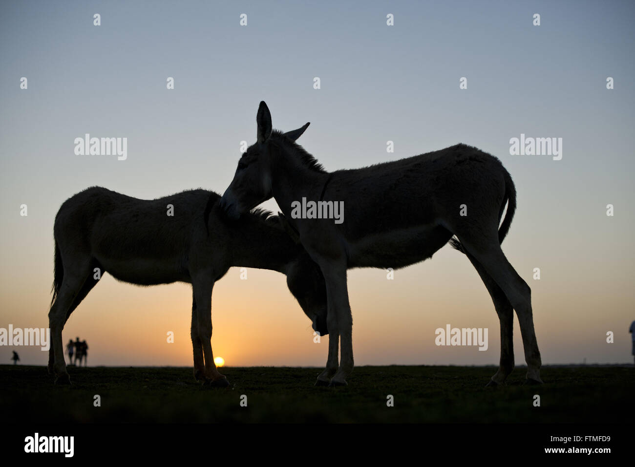 Donkeys couple hi-res stock photography and images - Alamy