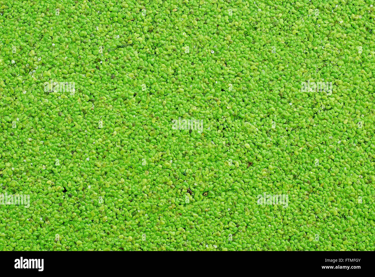 green algae texture Stock Photo - Alamy