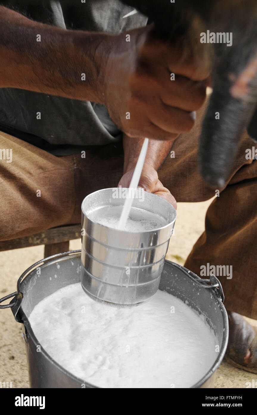 Hand milking hi-res stock photography and images - Alamy