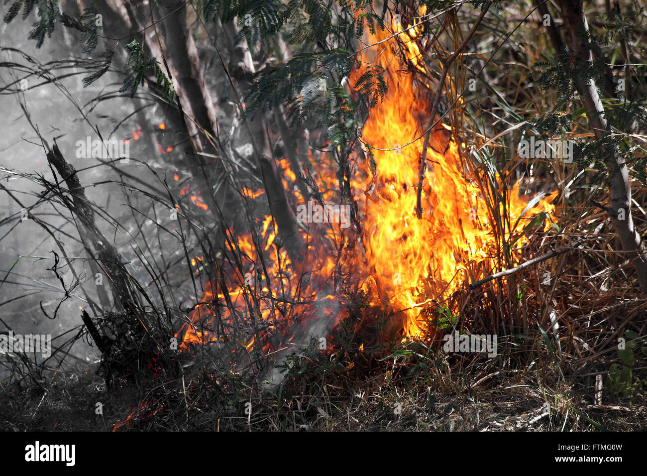 Burning vegetation south america hi-res stock photography and images ...