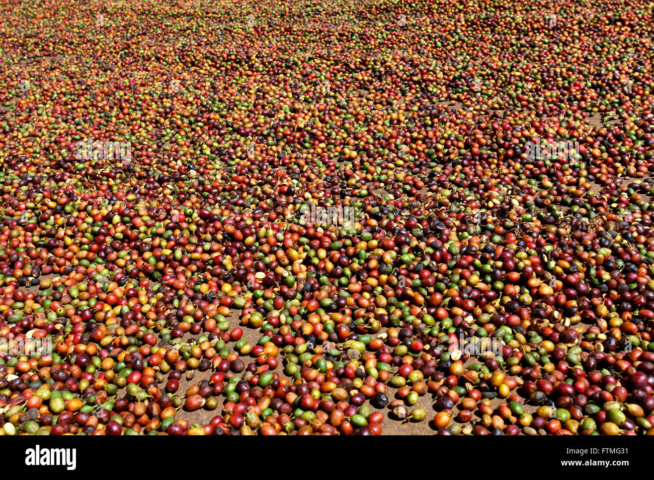Grains of coffee on the patio for sun drying in rural Tres Tips Stock ...