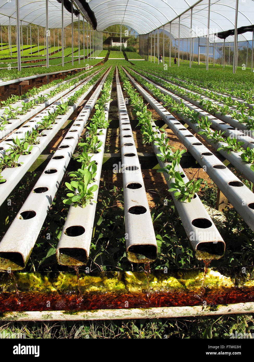 Cultivation of vegetables in hydroponic technique - rural town of Cotia ...
