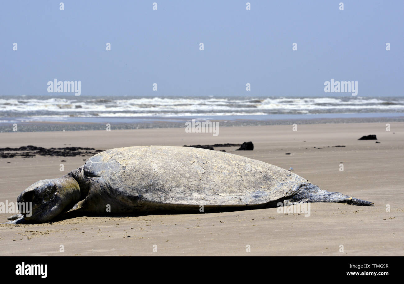 Dead turtle hi-res stock photography and images - Alamy