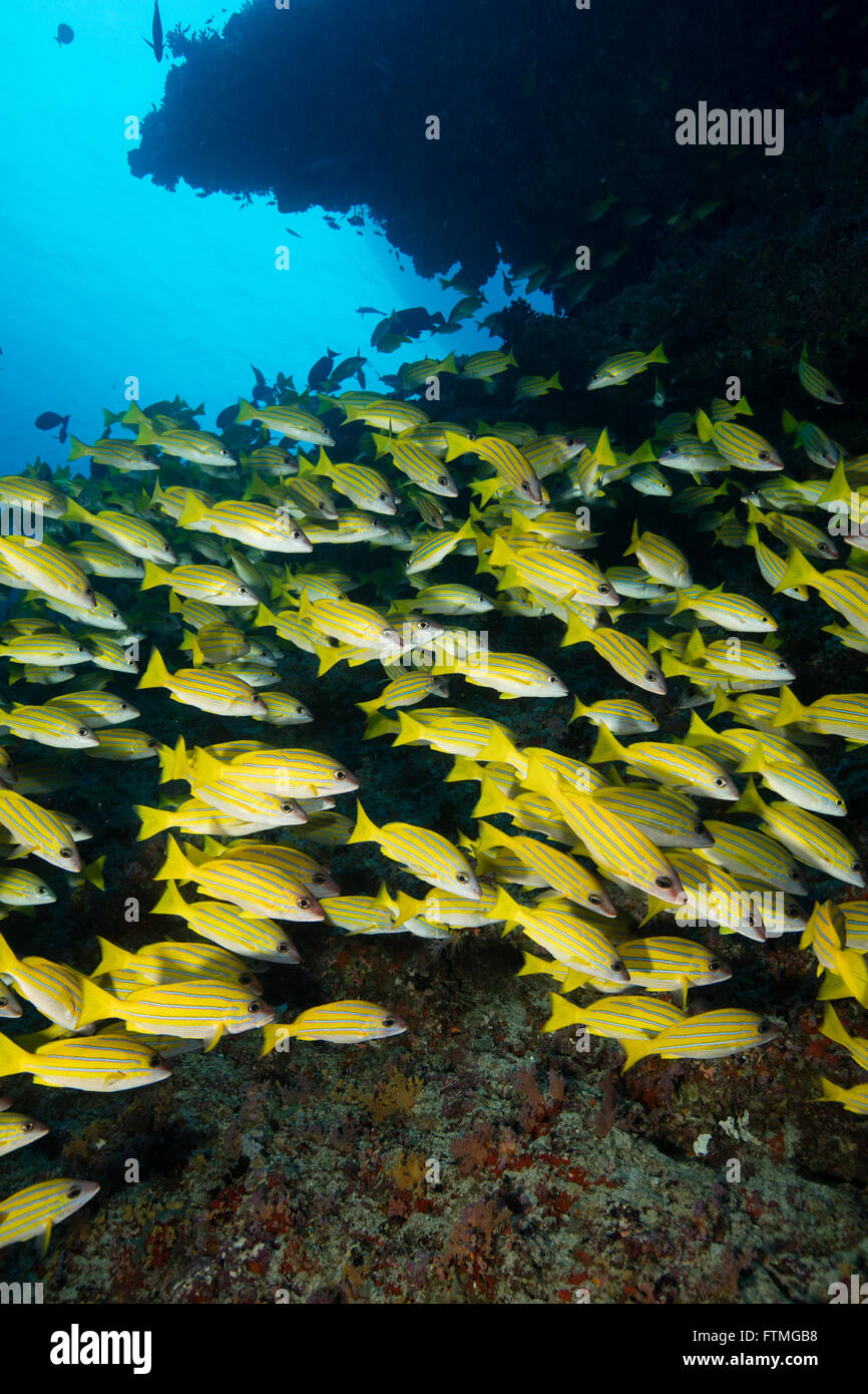School of Bluestripe snapper, Maldives Stock Photo - Alamy