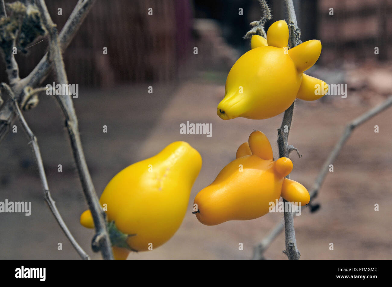 Theta hi-res stock photography and images - Alamy