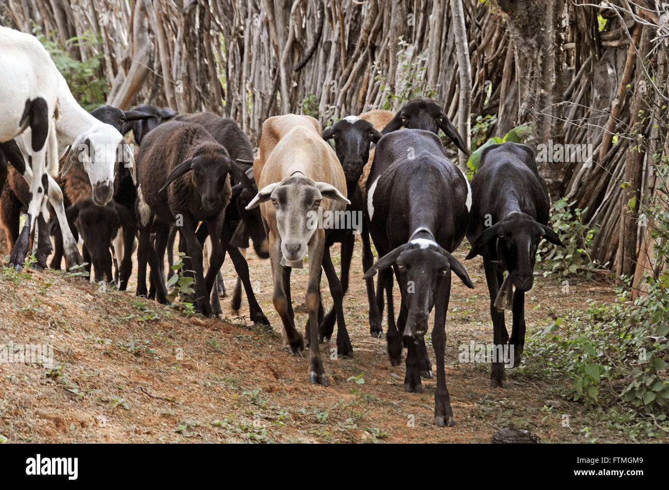 Creation of sheep in the rural town of Sertania Stock Photo - Alamy