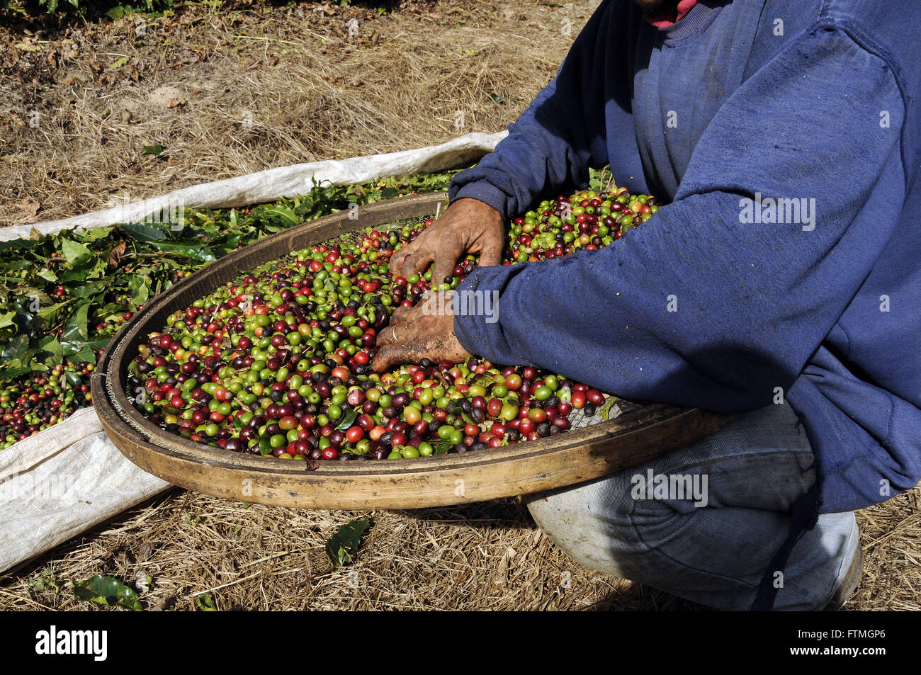 Farmer sifting cafe after the harvest in rural municipality Stock Photo ...