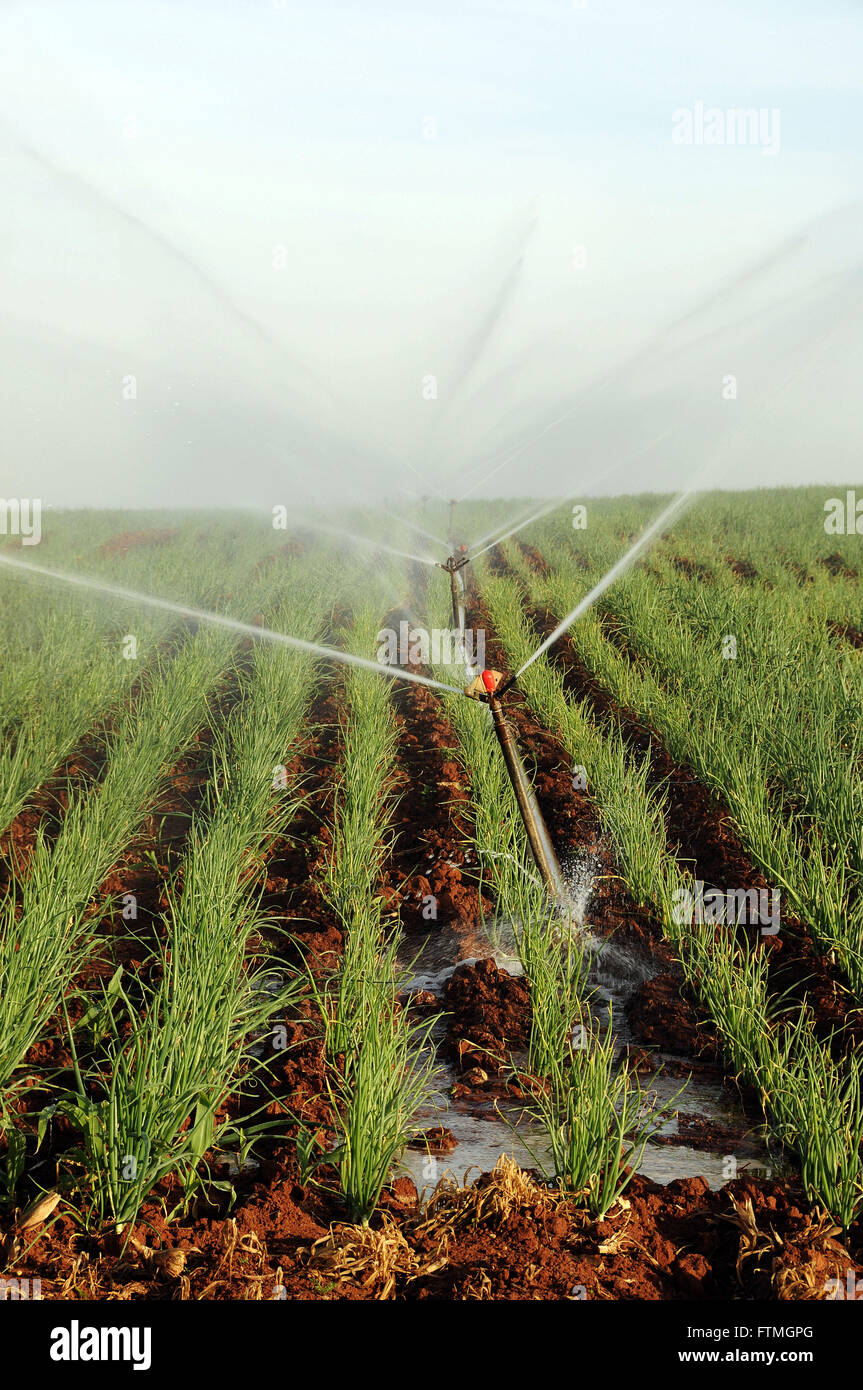 Plantation irrigation in onion Stock Photo - Alamy