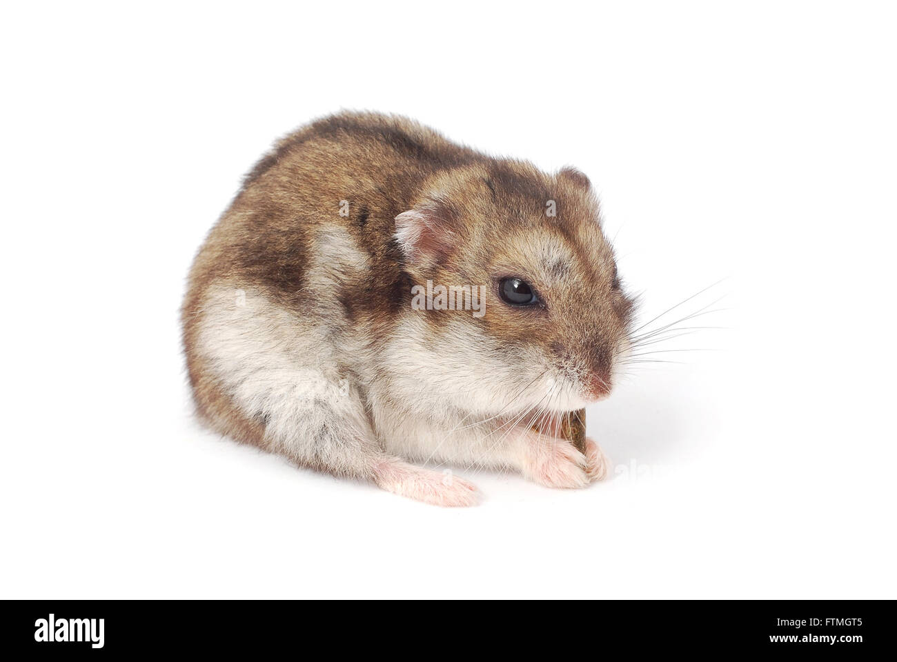 Siberian hamster hi-res stock photography and images - Alamy