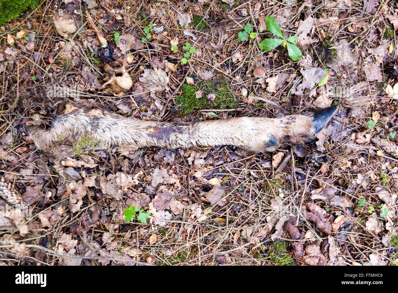 Deer skeleton wildlife remains on forest floor Model Release: No ...