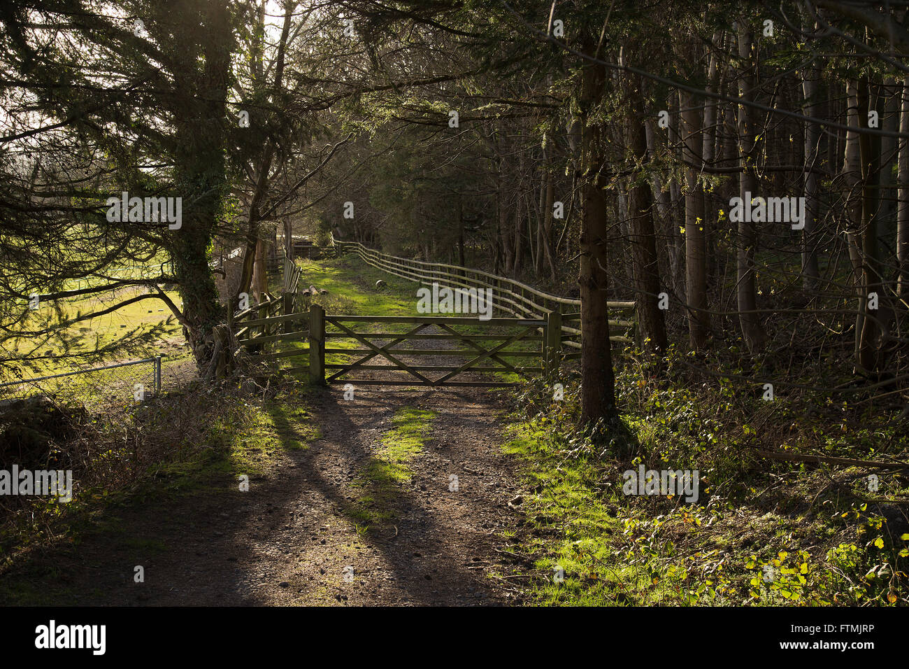 Welsh Forest And Countryside Vista Stock Photos & Welsh Forest And ...