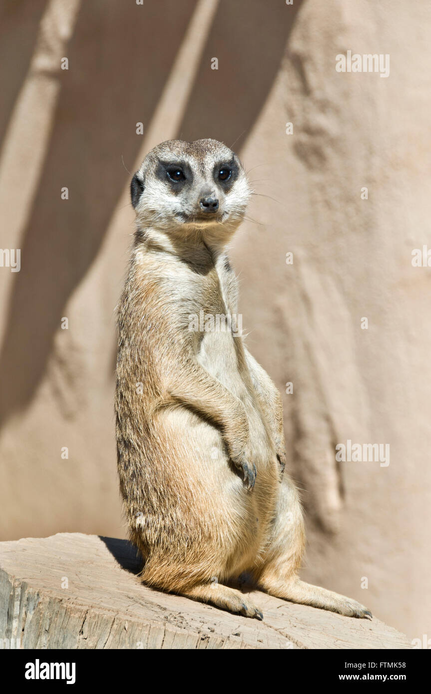 Meerkat standing on guard looking for possible predators Stock Photo ...