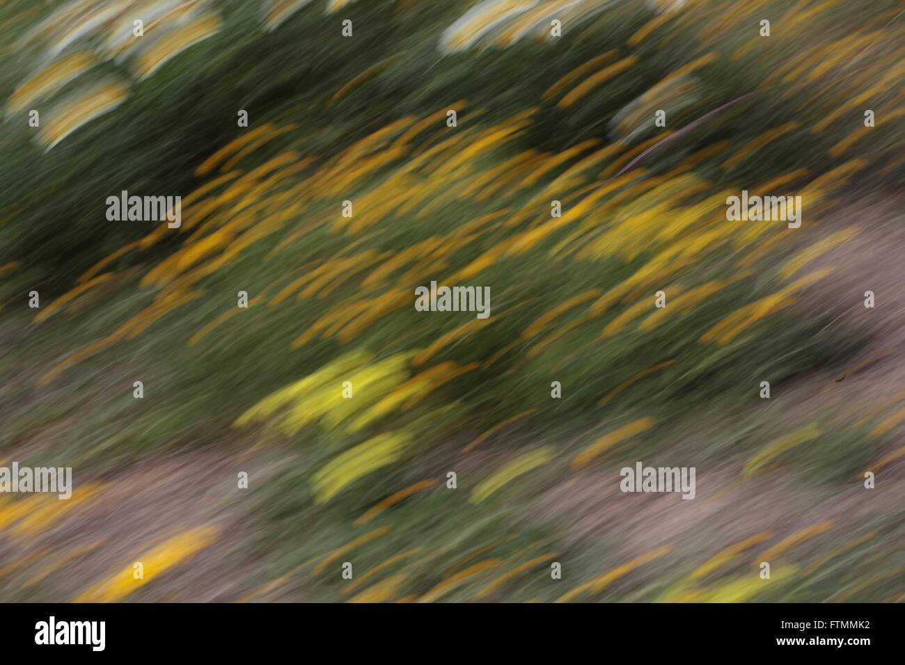 Yellow plant field moved wind hi-res stock photography and images - Alamy