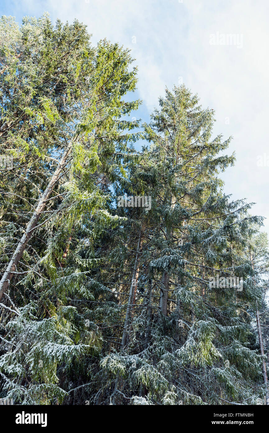 Snow fallen on forest hi-res stock photography and images - Alamy