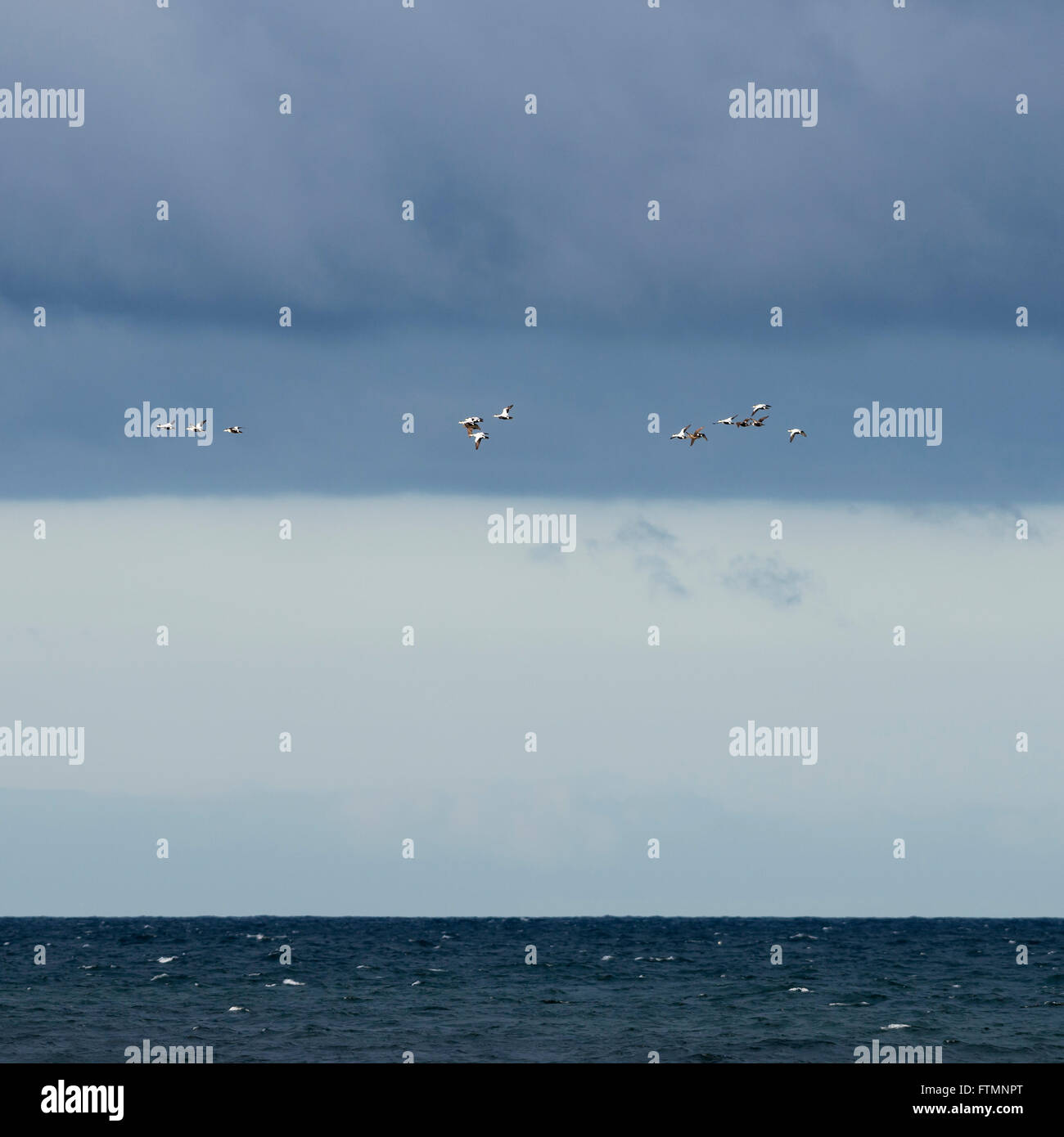 Ejderstrack hi-res stock photography and images - Alamy