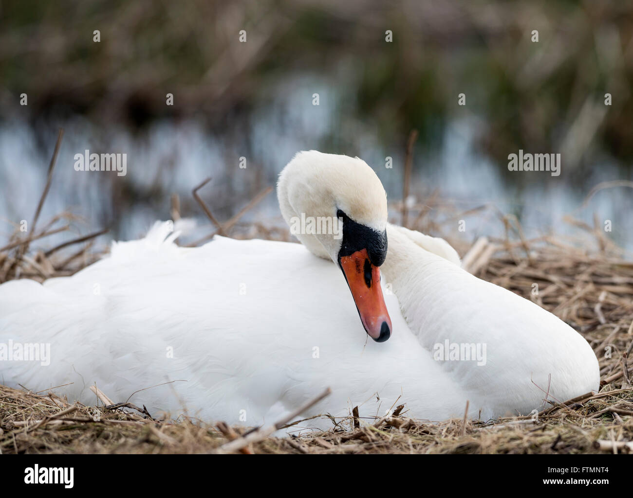 Mute swan on nest Stock Photo - Alamy