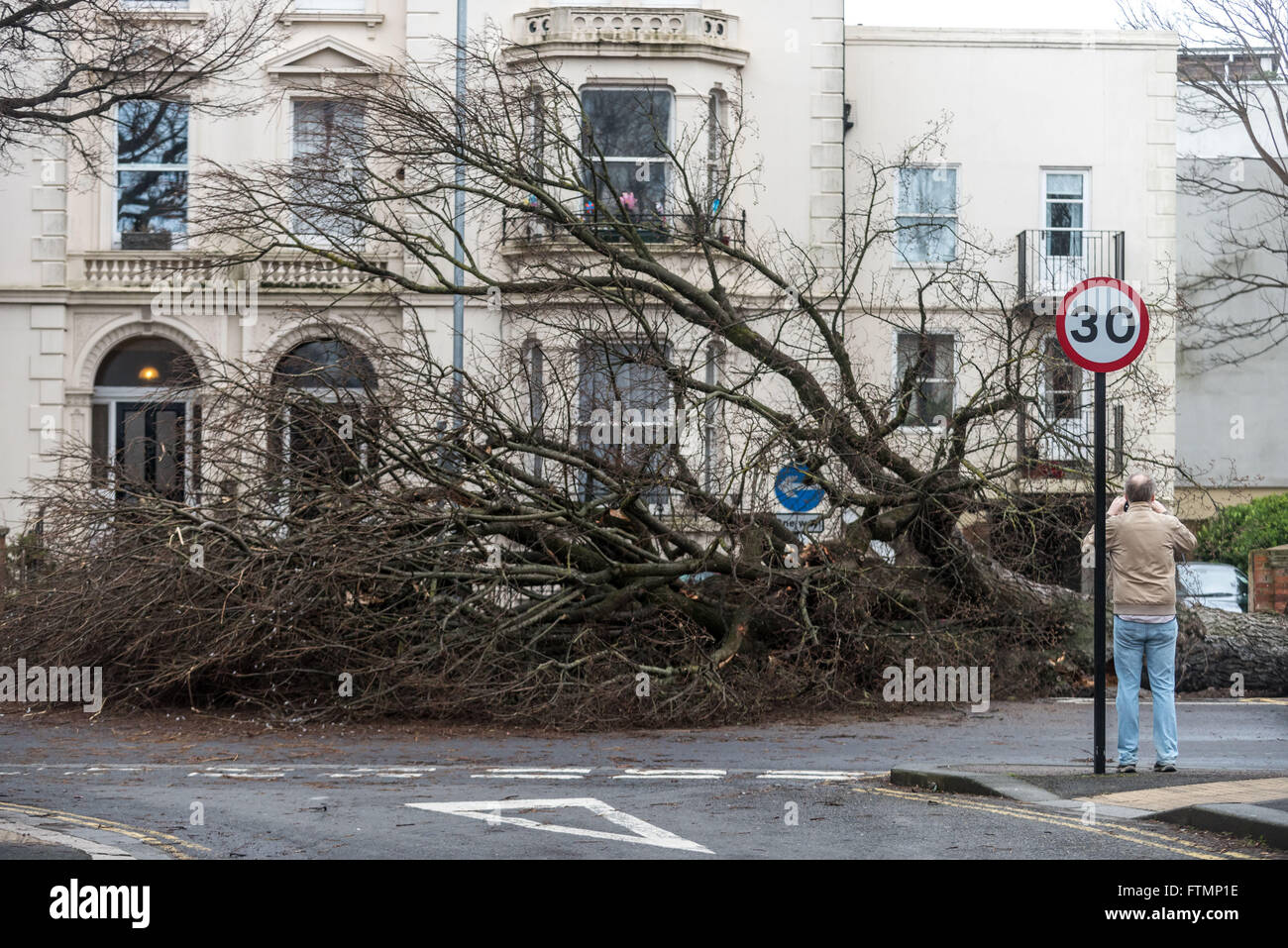 A tree collapsed across the road in Stanford Avenue, Brighton Stock ...
