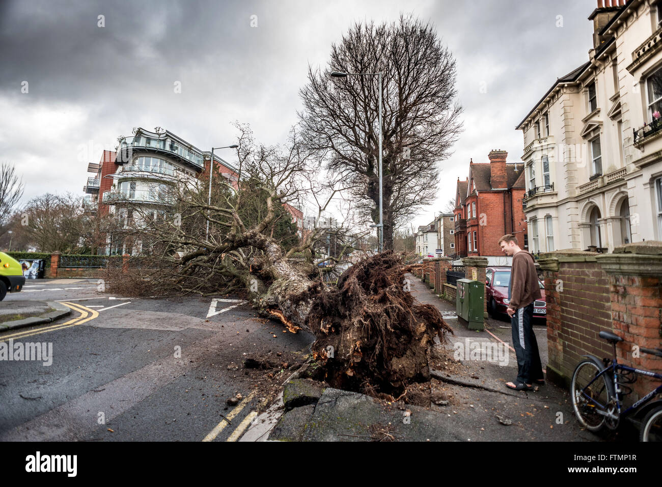A tree collapsed across the road in Stanford Avenue, Brighton Stock ...