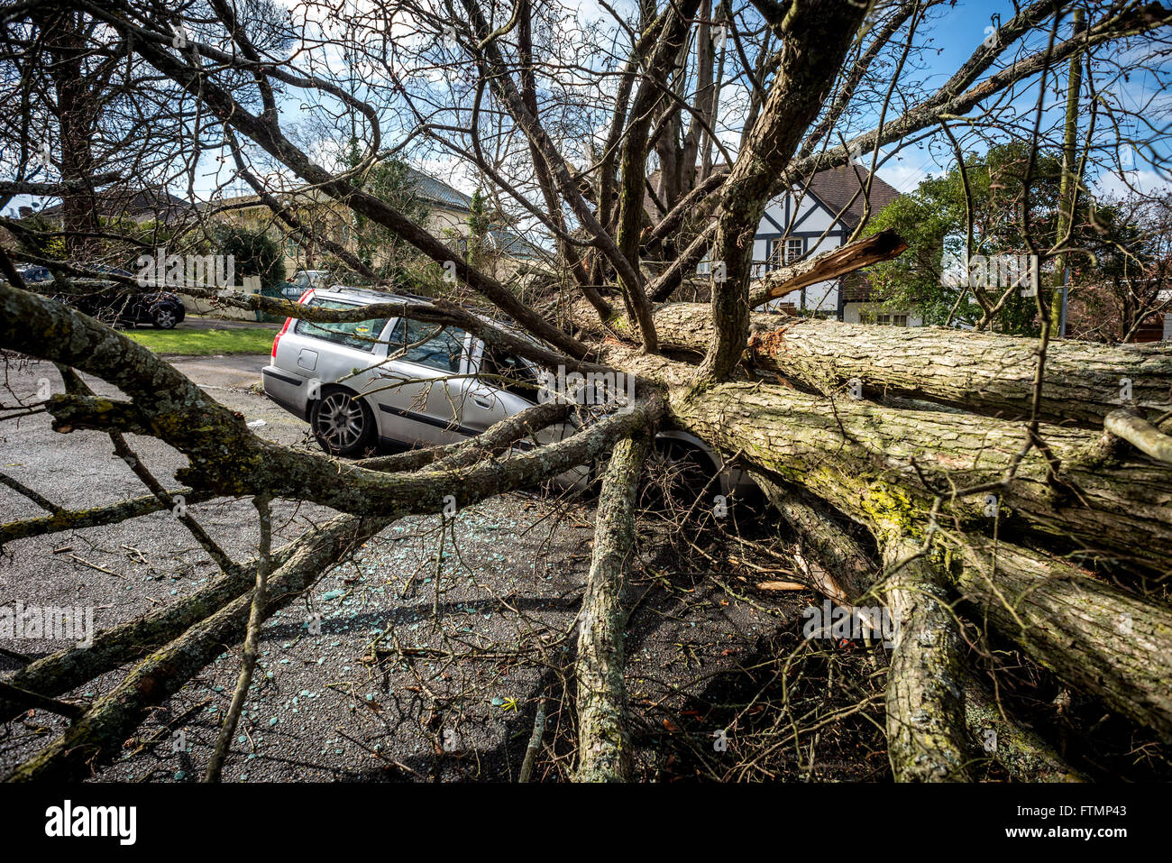 A Volvo estate car was crushed by a falling tree in Surrenden Crescent ...