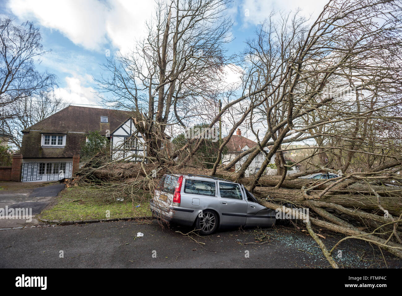 A Volvo estate car was crushed by a falling tree in Surrenden Crescent ...
