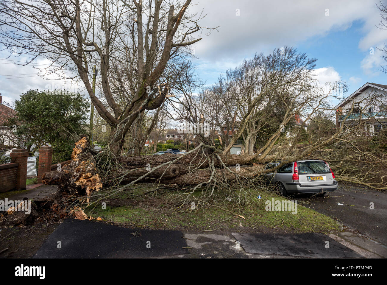 A Volvo estate car was crushed by a falling tree in Surrenden Crescent ...