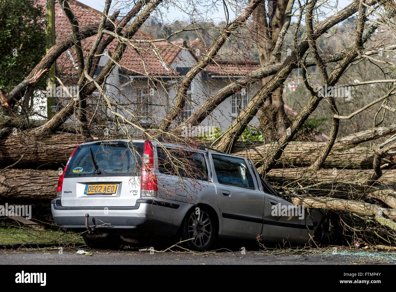 Car crushed falling tree in hi-res stock photography and images - Alamy