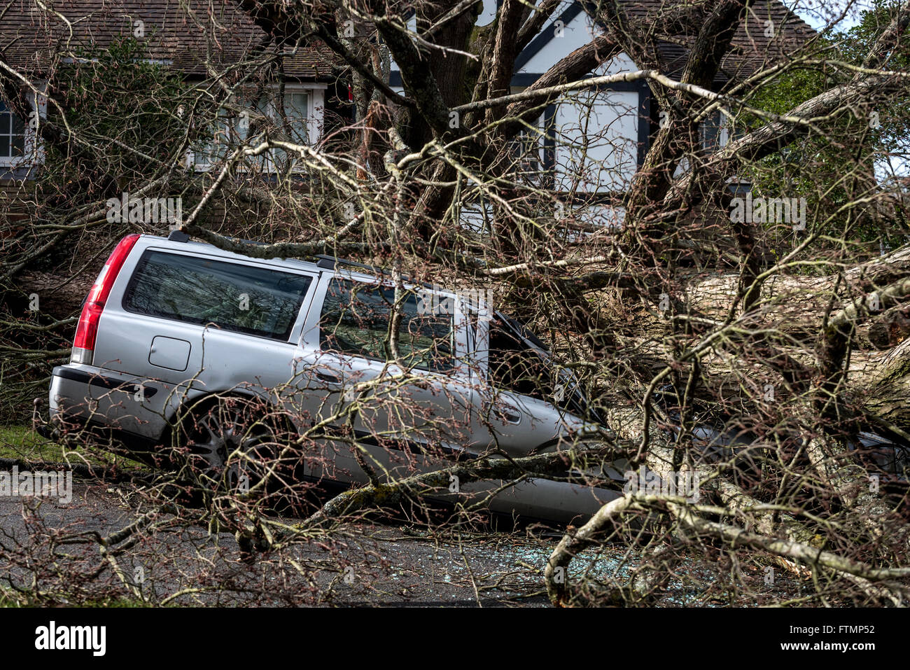 Car Crushed Falling Tree In High Resolution Stock Photography and ...
