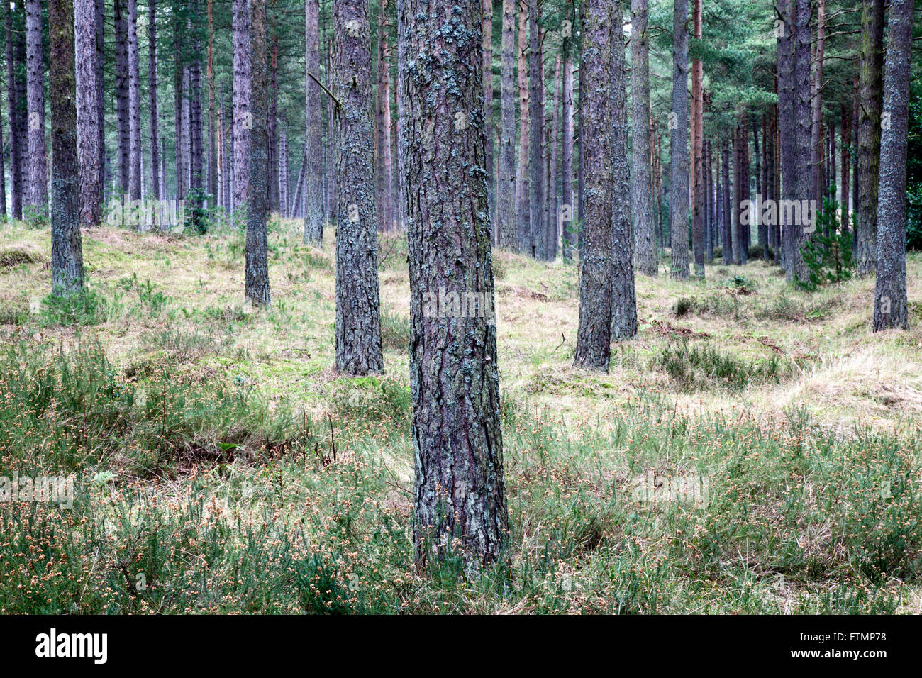Pine Trees in Tentsmuir Forest Tayport Fife Scotland Stock Photo - Alamy