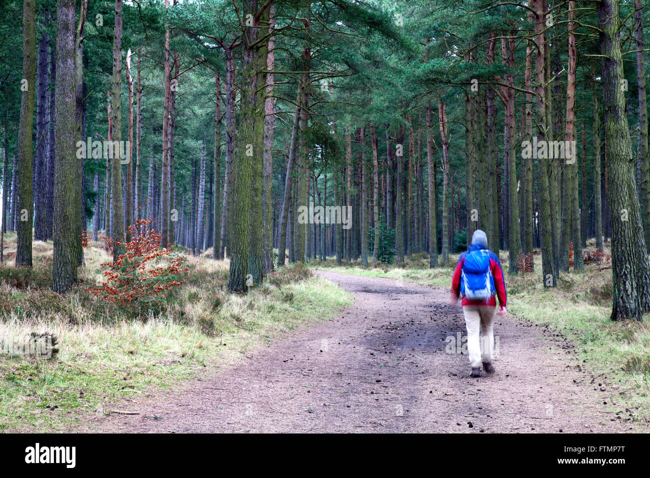This forestry commission trail hi-res stock photography and images - Alamy