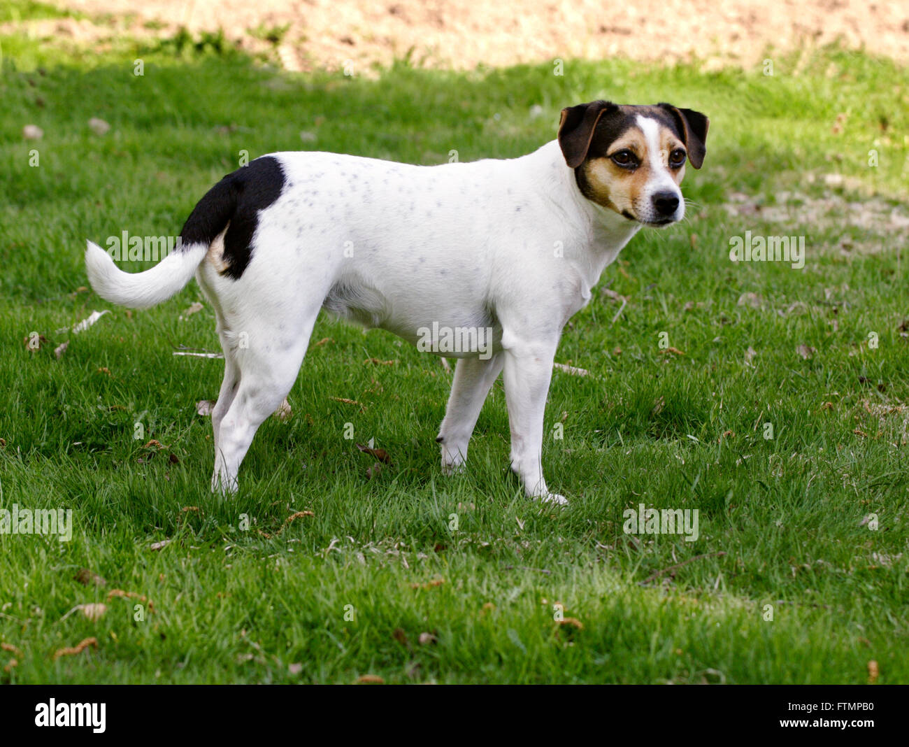 Danish-Swedish farm dog Stock Photo - Alamy