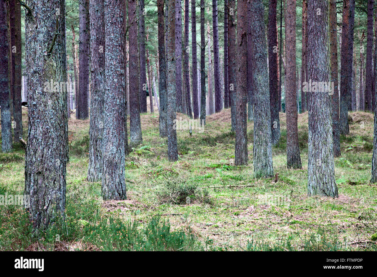 Pine Trees in Tentsmuir Forest Tayport Fife Scotland Stock Photo - Alamy