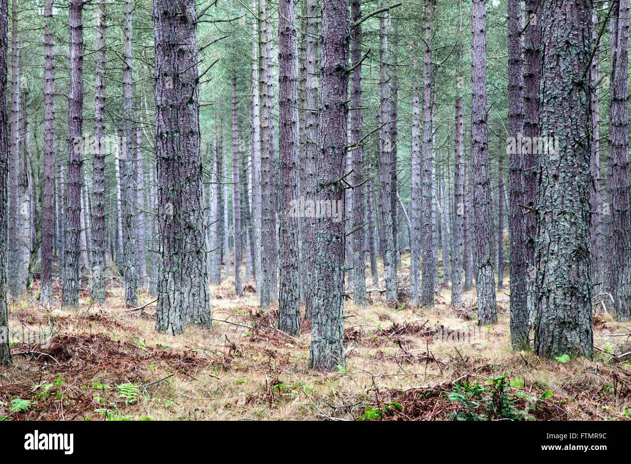 Pine Trees in Tentsmuir Forest Tayport Fife Scotland Stock Photo - Alamy