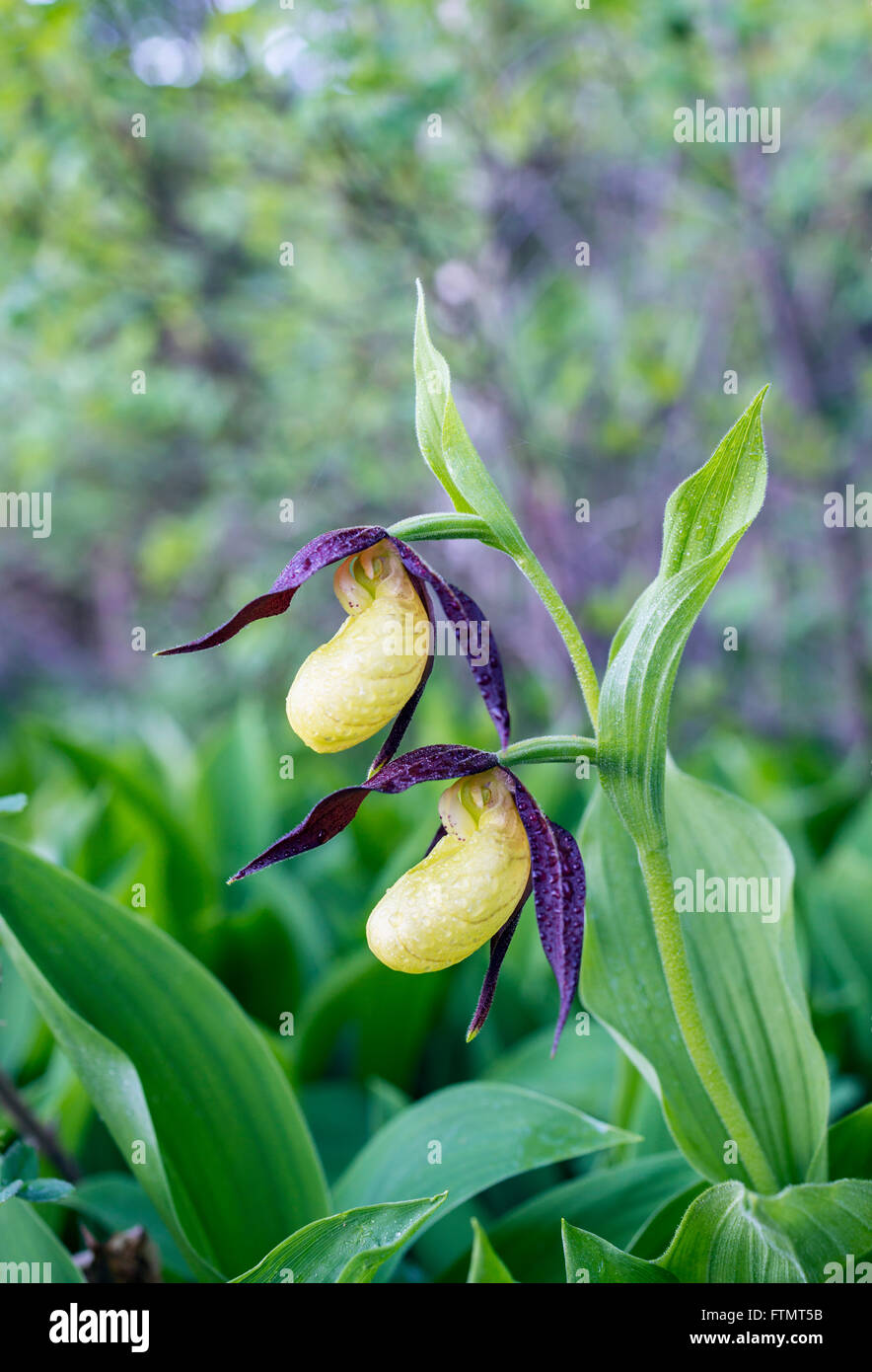 Lady's slipper orchid hi-res stock photography and images - Alamy