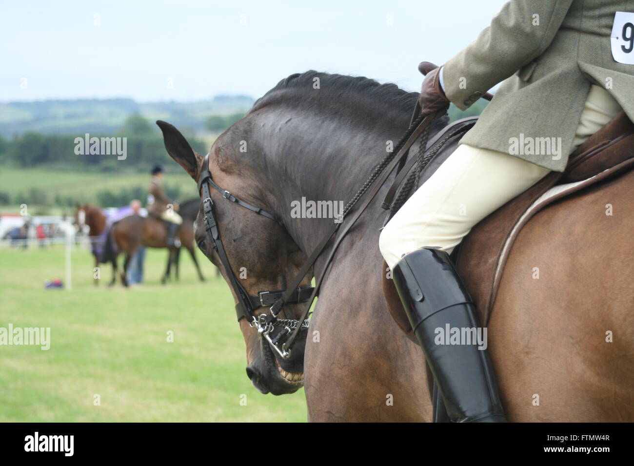 Show Hunter in Ridden hunter class Stock Photo - Alamy