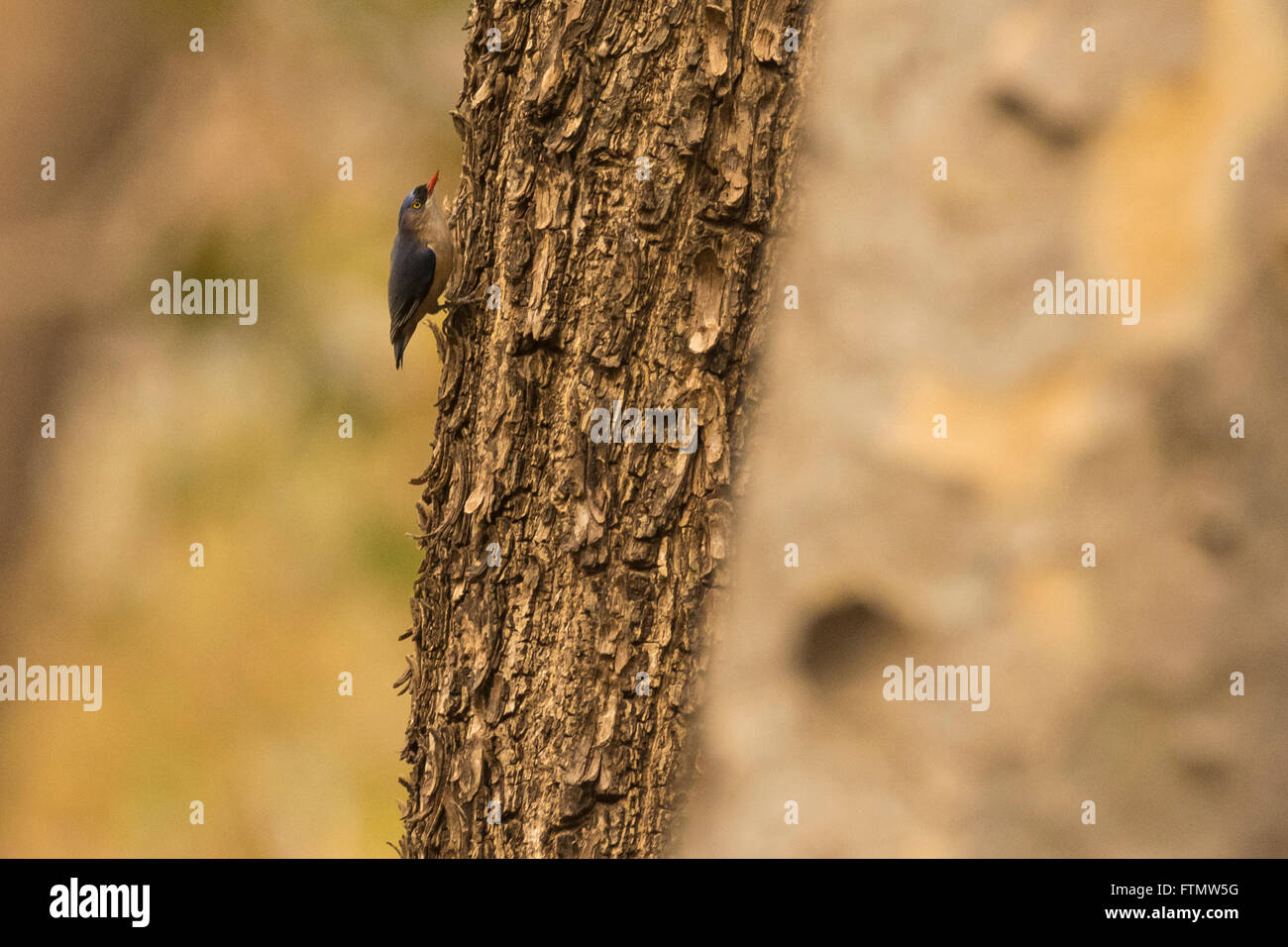 Velvet-fronted Nuthatch (Sitta frontalis) on a tree trunk Stock Photo ...