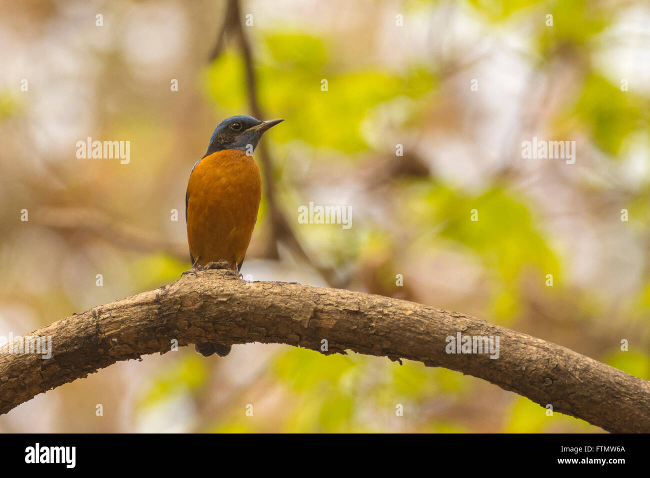Blue-capped Rock-Thrush (Monticola cinclorhyncha Stock Photo - Alamy