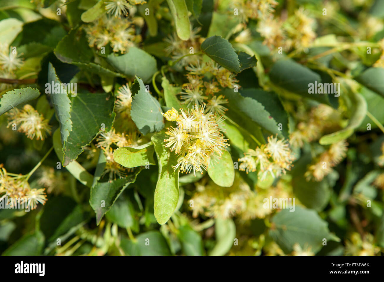 Tilia hi-res stock photography and images - Alamy