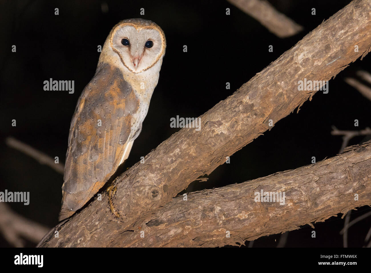 Barn owl side profile hi-res stock photography and images - Alamy