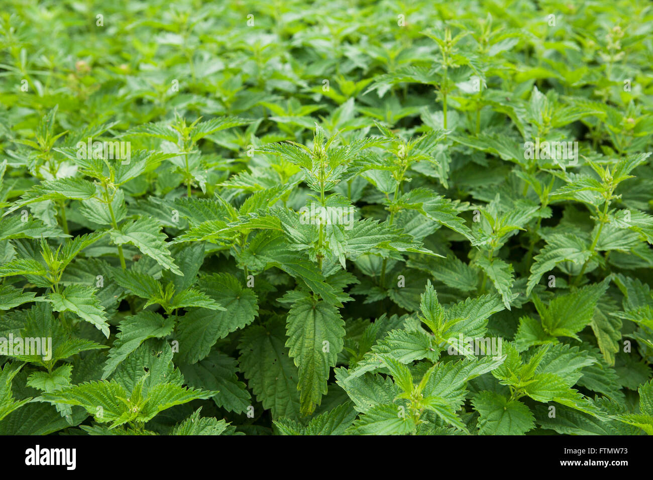 Nettle plant hi-res stock photography and images - Alamy
