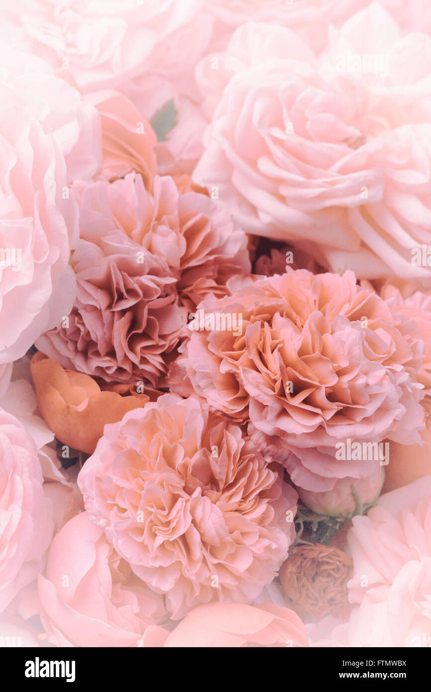 Image of nostalgic vintage pink roses buds Stock Photo - Alamy