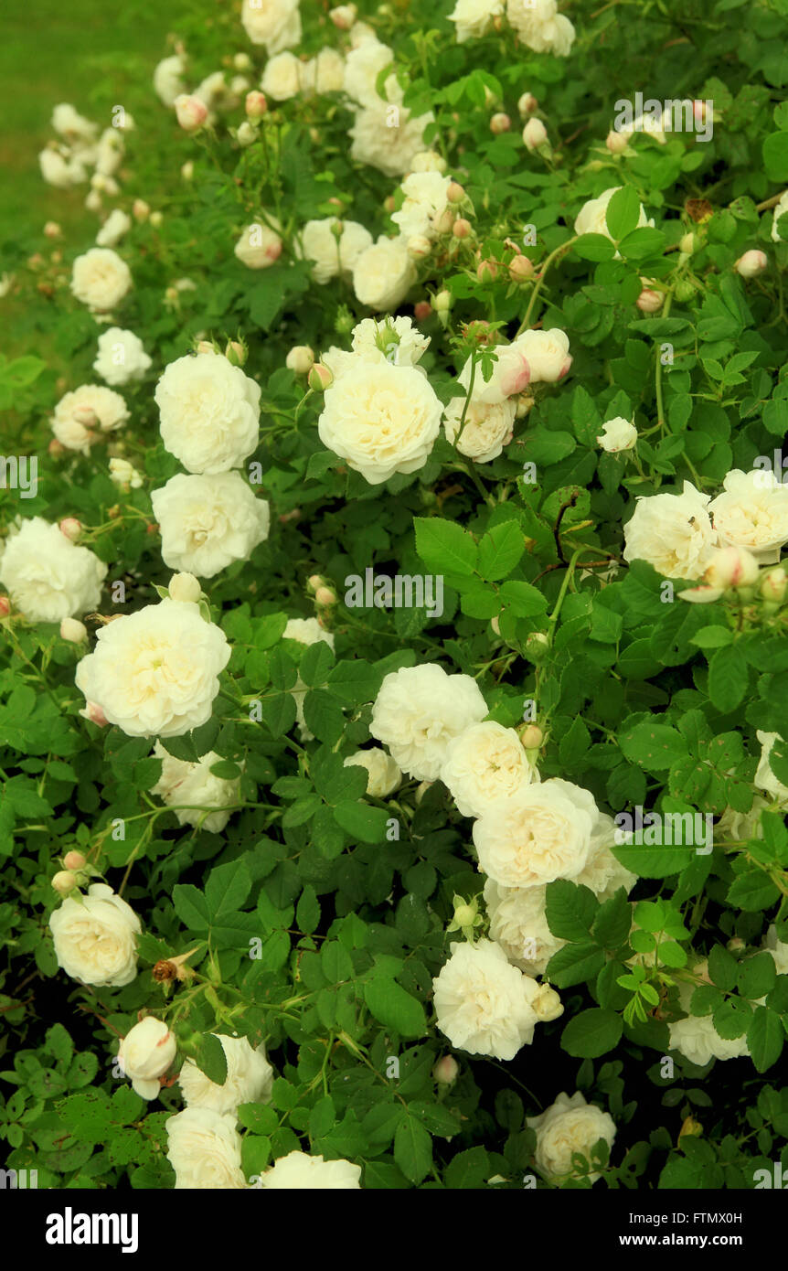 Vintage roses wallpaper hi-res stock photography and images - Alamy