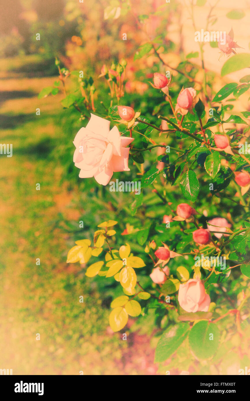 Beautiful garden roses hi-res stock photography and images - Alamy