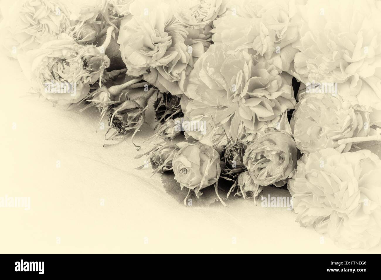 Retro Vintage Roses High Resolution Stock Photography and Images - Alamy