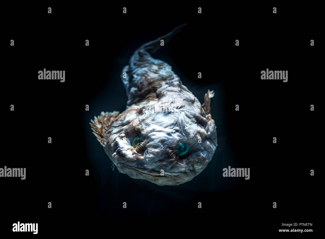 Deep water fish hi-res stock photography and images - Alamy