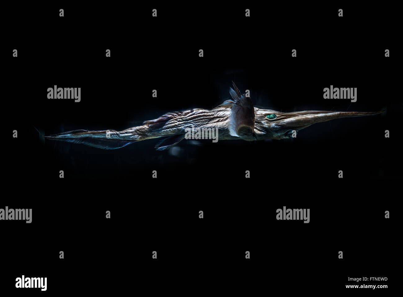 Deep sea fish dark hi-res stock photography and images - Alamy