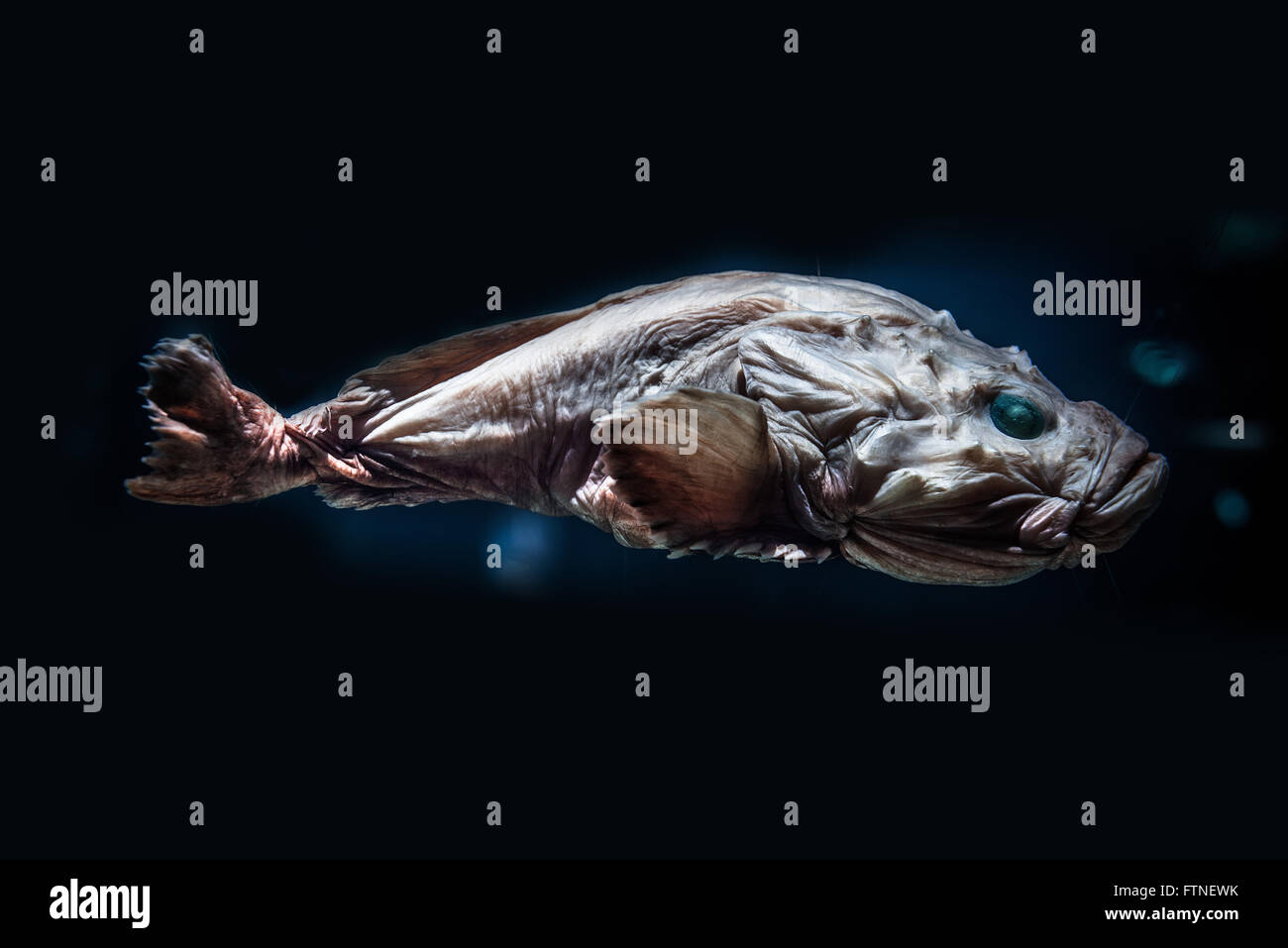 Deep sea fish dark hi-res stock photography and images - Alamy