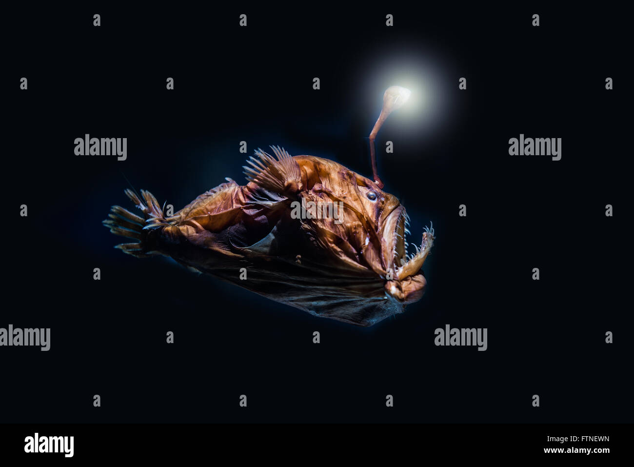 Deep sea hi-res stock photography and images - Alamy
